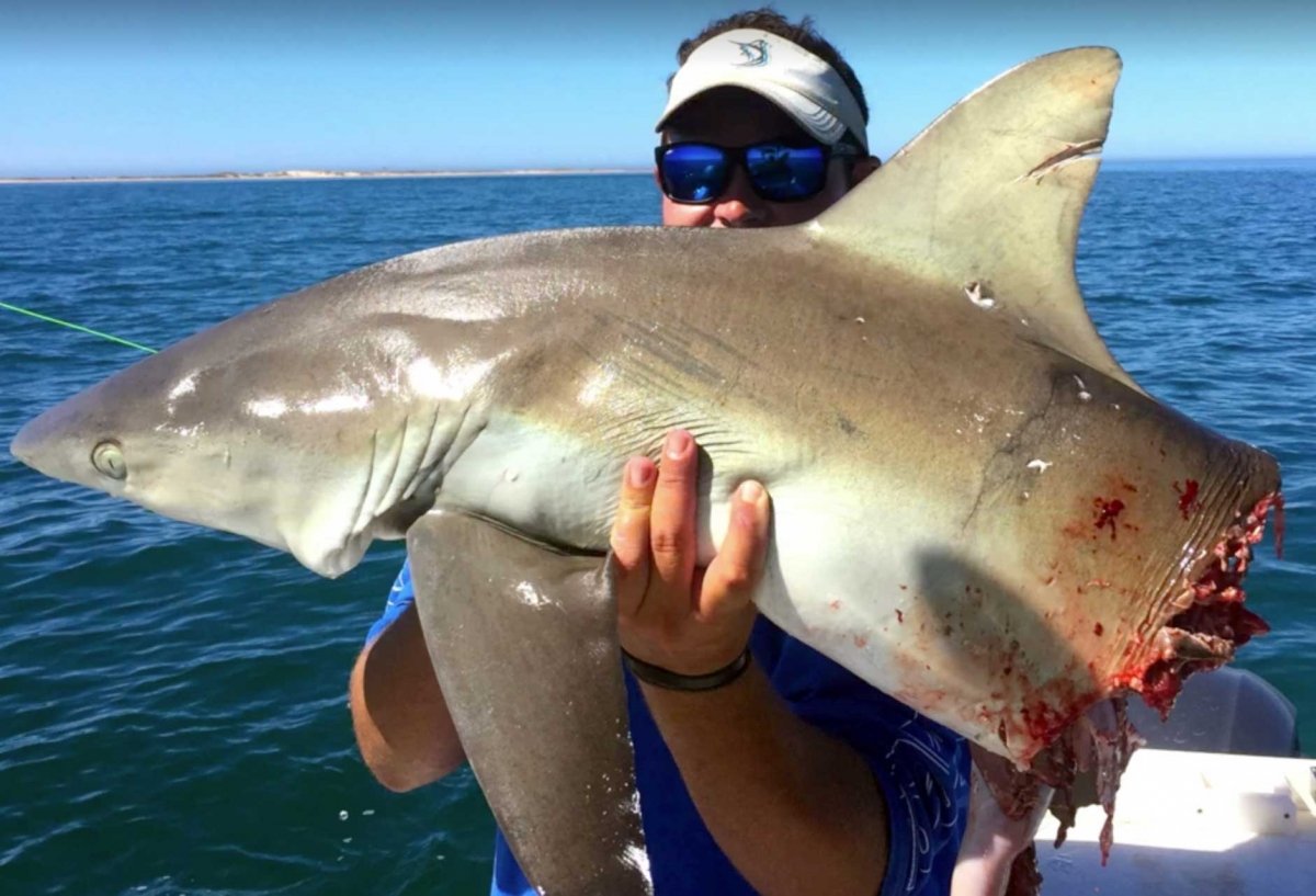Stab Magazine Watch Shark Bites Another Shark In Half Off Exmouth