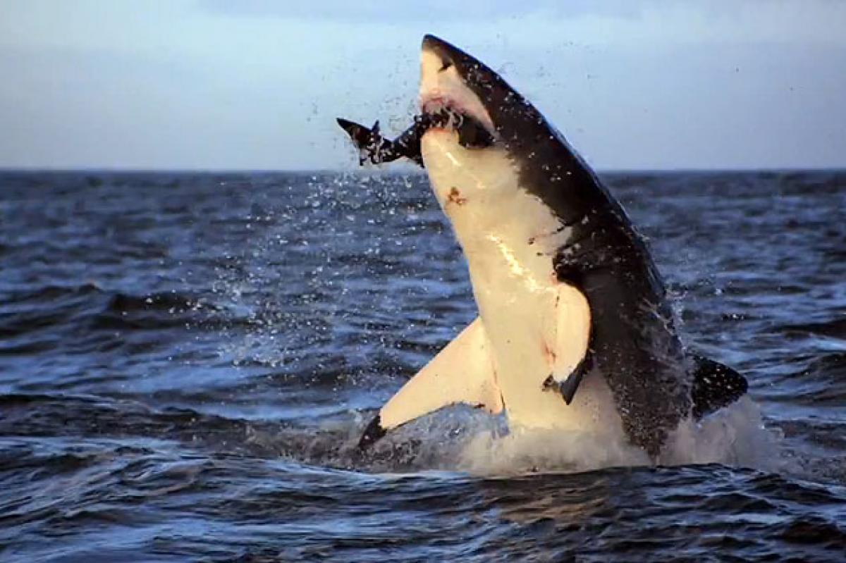 Stab Magazine | "Shark Attack Rates Have Doubled In The Last Twenty Years"
