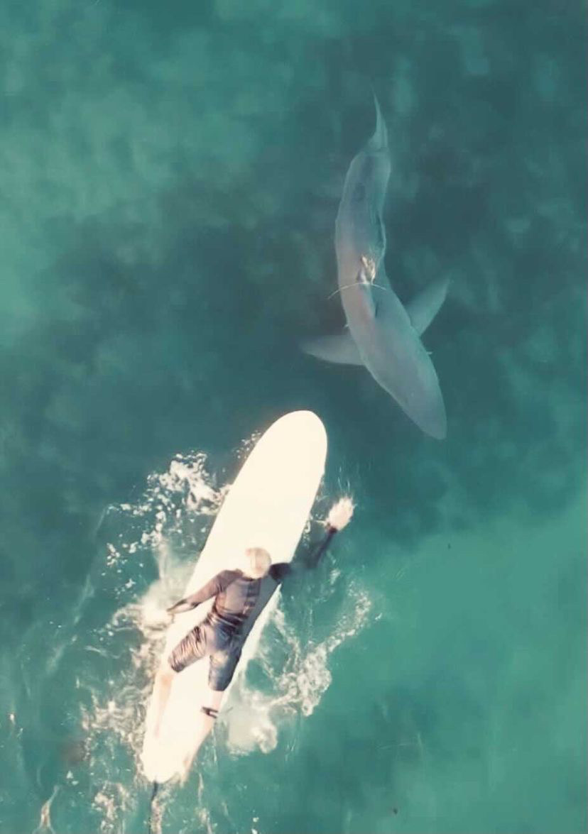 Drone Footage Shows White Sharks Swimming Underneath Surfers In San Diego